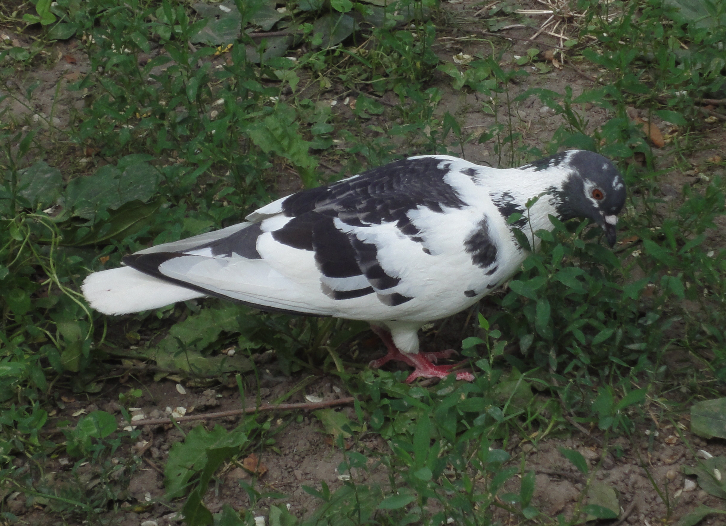 Porumbei din România | Enciclopedie.info