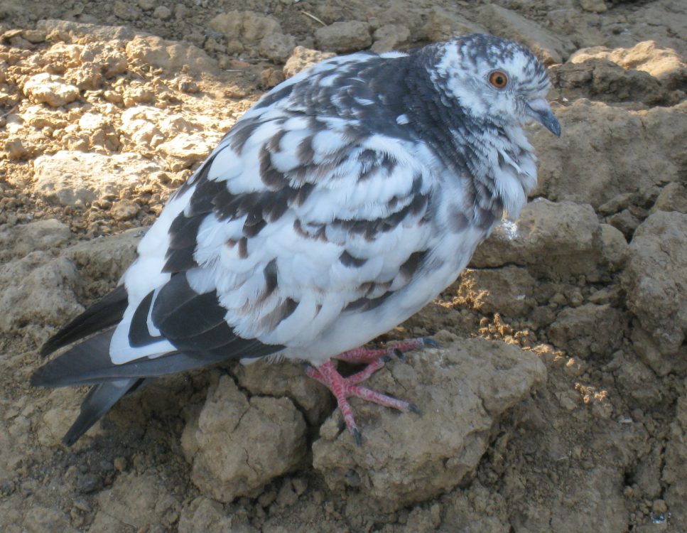 Porumbel sălbatic din România 48 – Enciclopedie.info