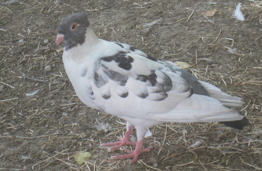 Porumbel sălbatic din România 49 – Enciclopedie.info