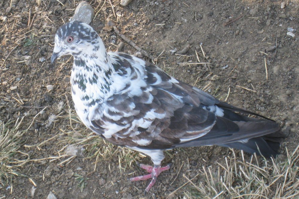 Porumbel sălbatic din România 55 – Enciclopedie.info