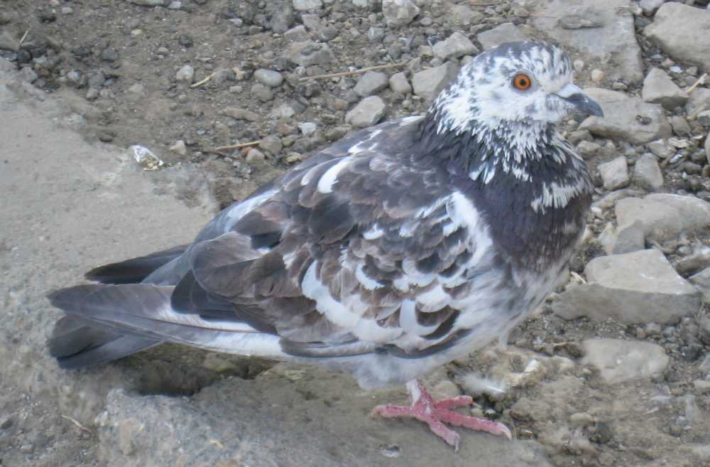 Porumbel sălbatic din România 57 – Enciclopedie.info