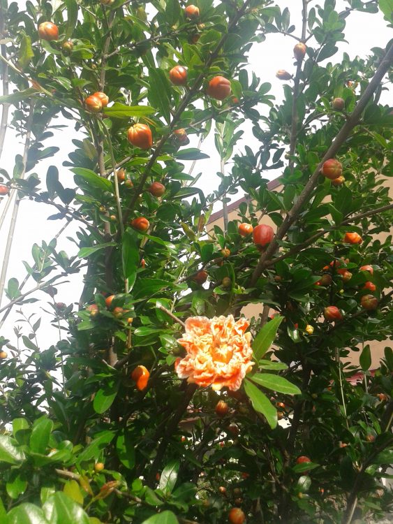 Rodiu – Enciclopedie.info