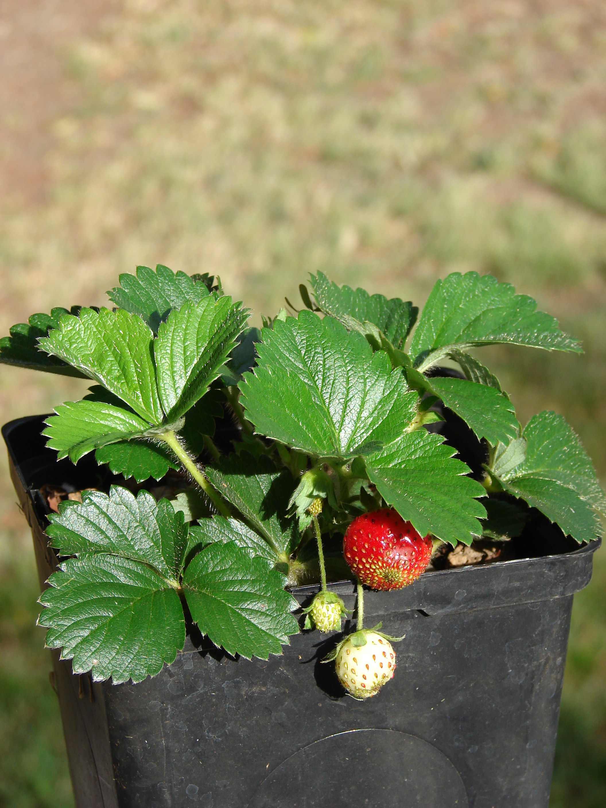 Căpșună | Enciclopedie.info