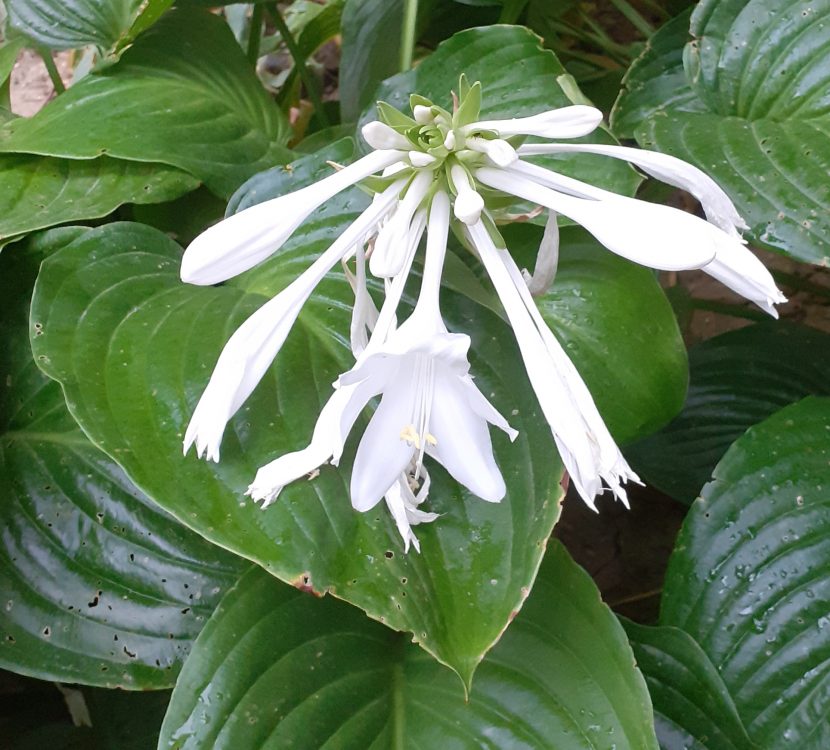 Crin de toamnă – Enciclopedie.info