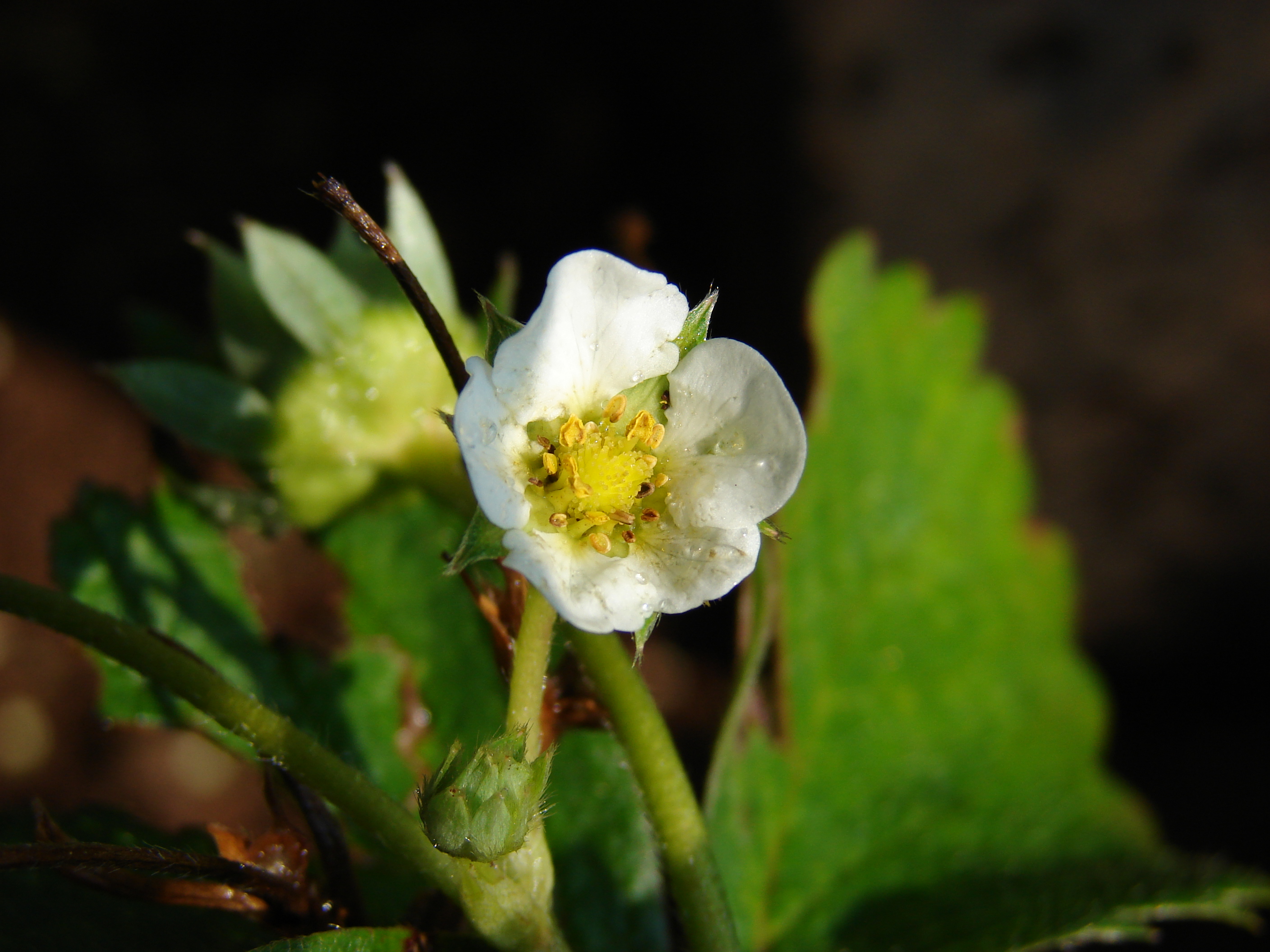 Căpșună | Enciclopedie.info