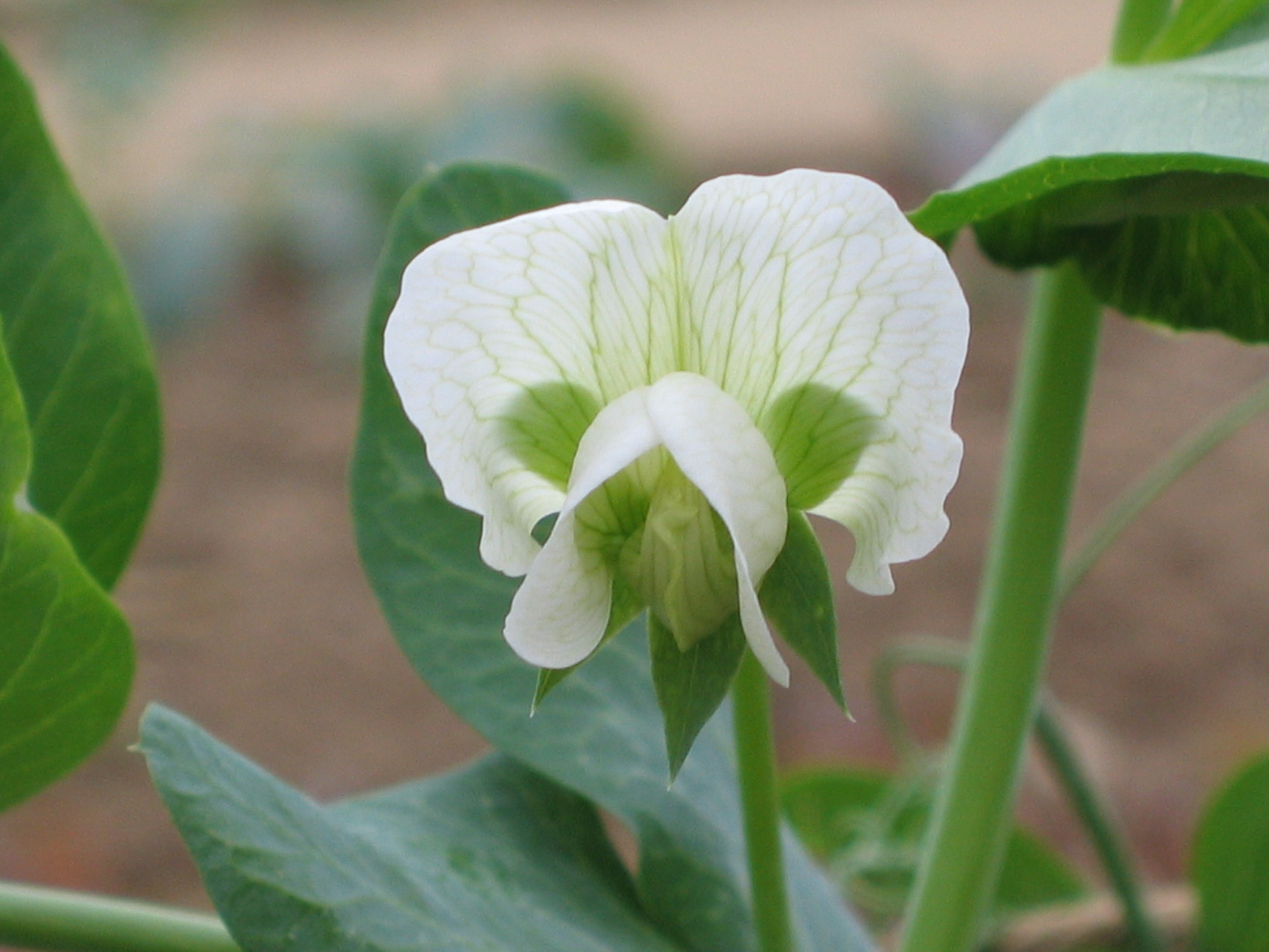 Mazăre | Enciclopedie.info