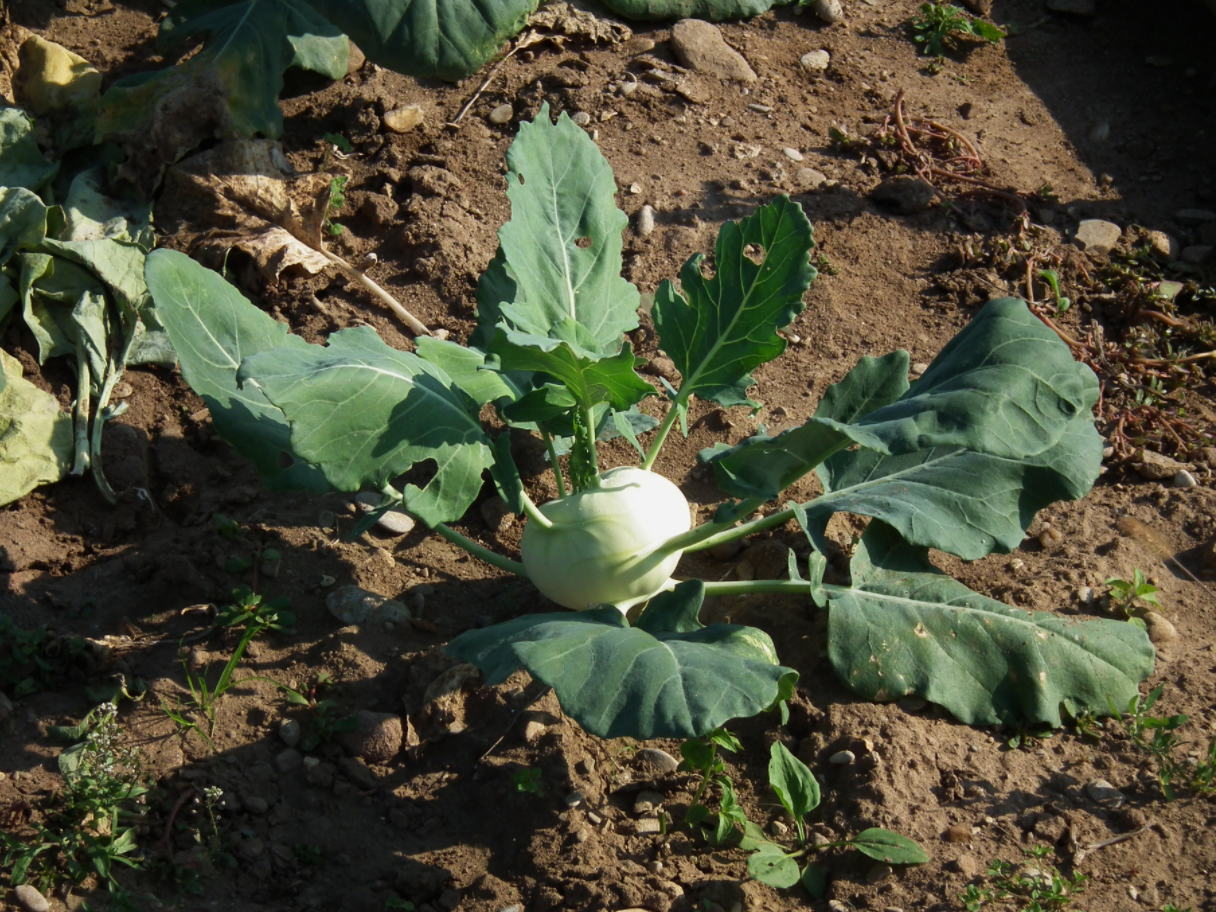 Gulie – Enciclopedie.info