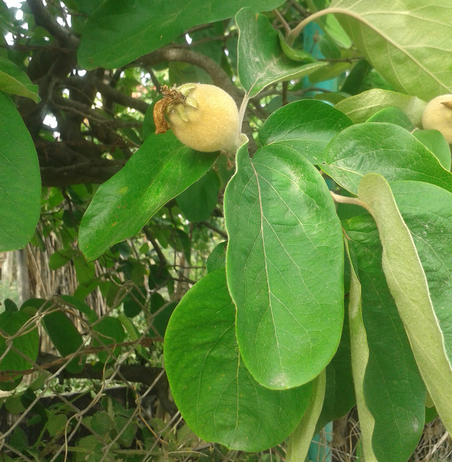 Gutuie | Enciclopedie.info