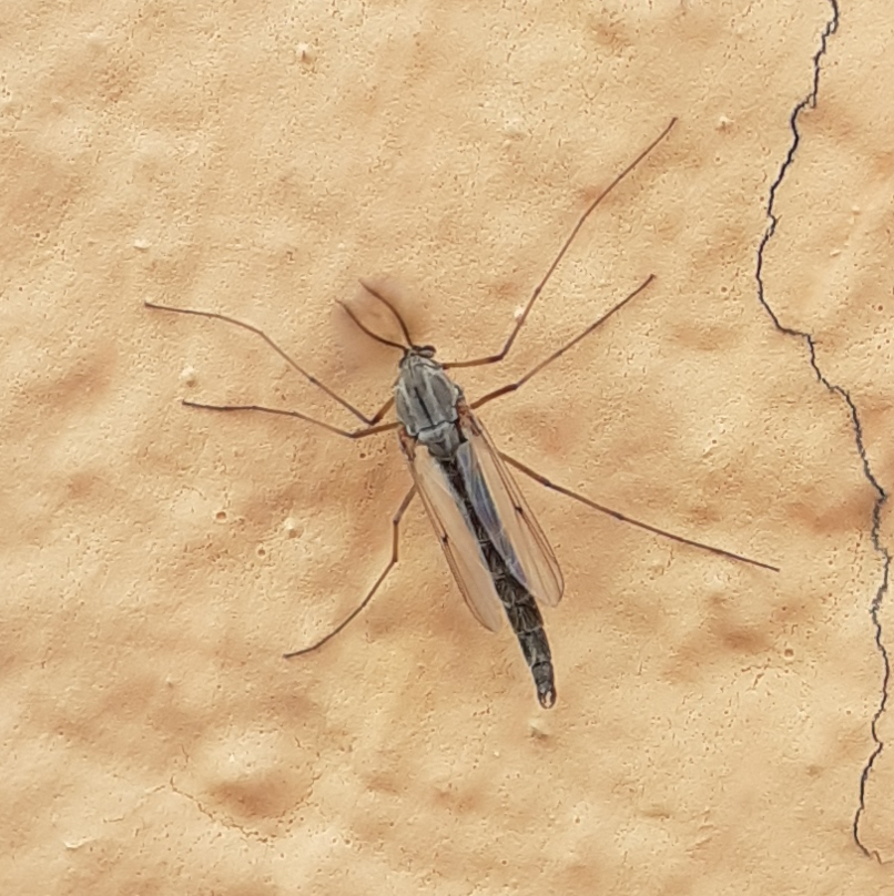 Alte insecte din România | Enciclopedie.info