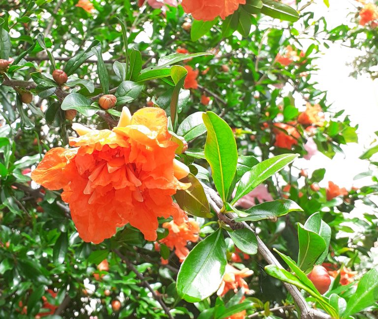 Rodiu 3 – Enciclopedie.info