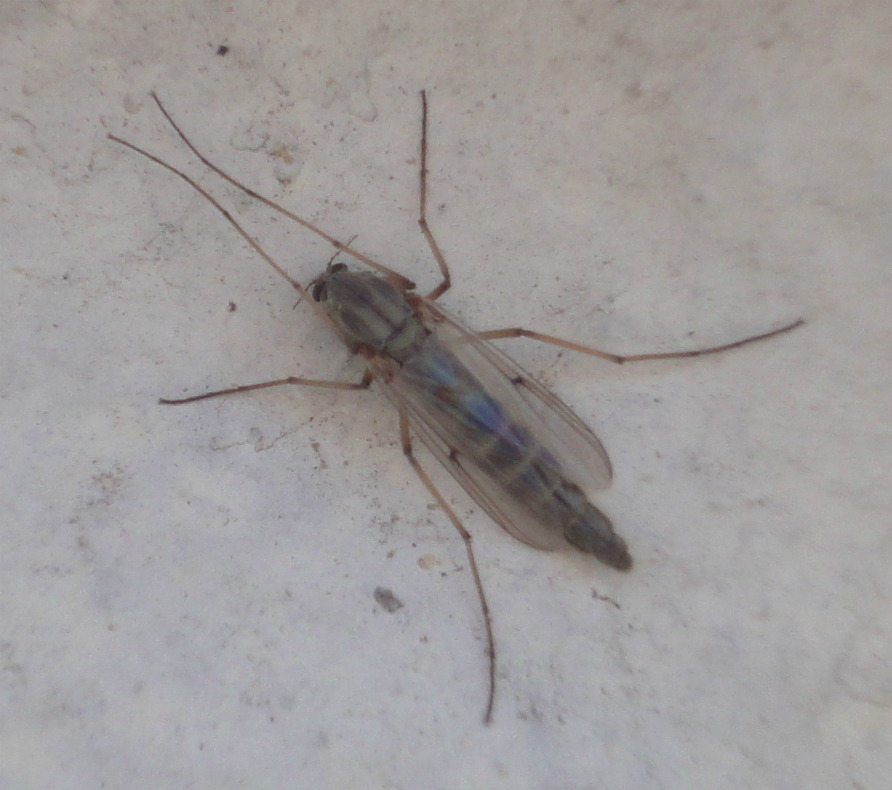 Alte insecte din România | Enciclopedie.info