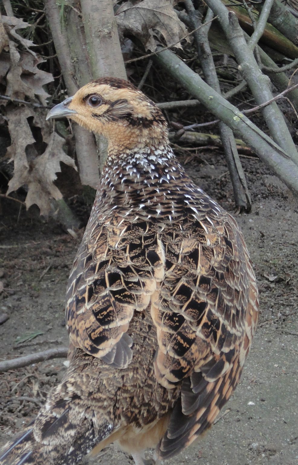 Pasăre | Enciclopedie.info