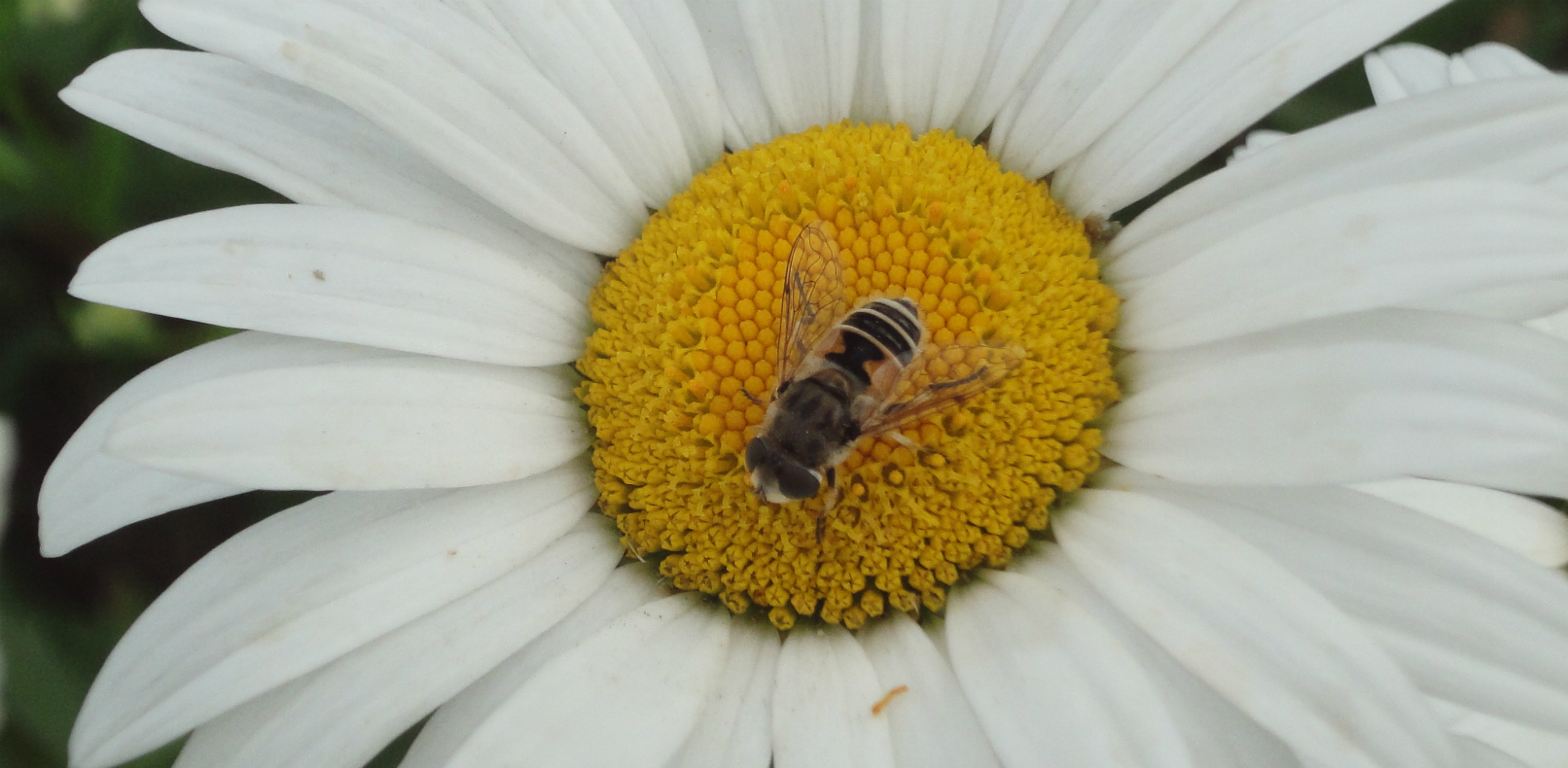 Alte insecte din România | Enciclopedie.info