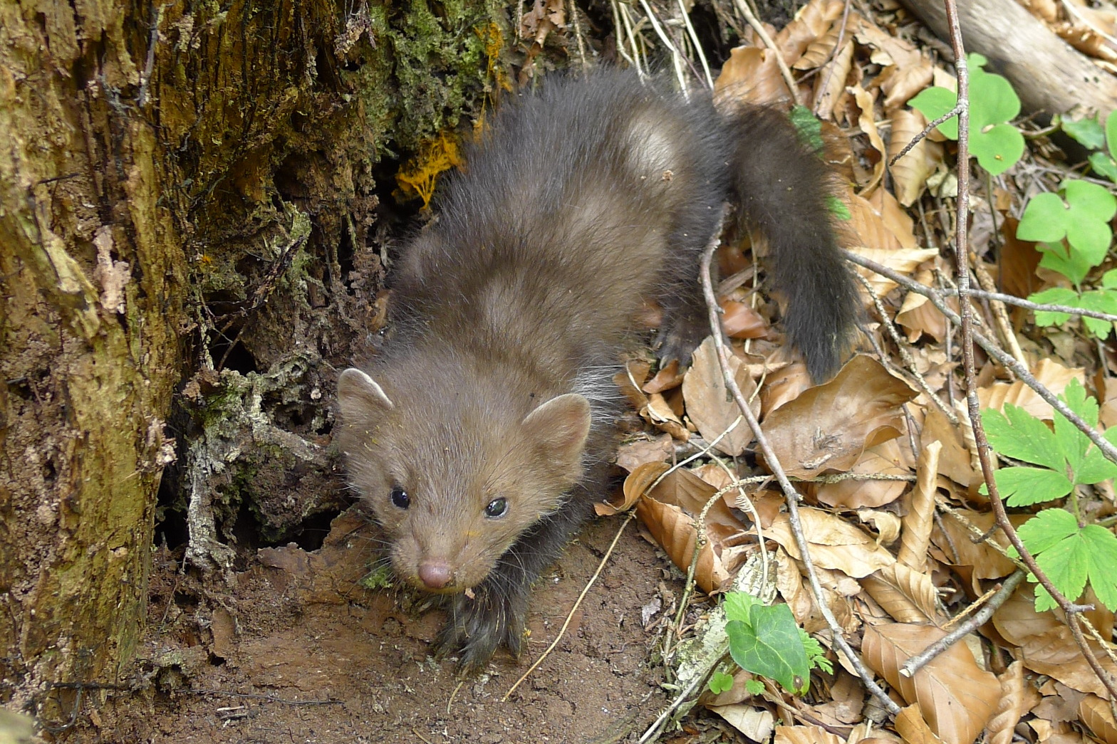 Jder de piatră – Enciclopedie.info
