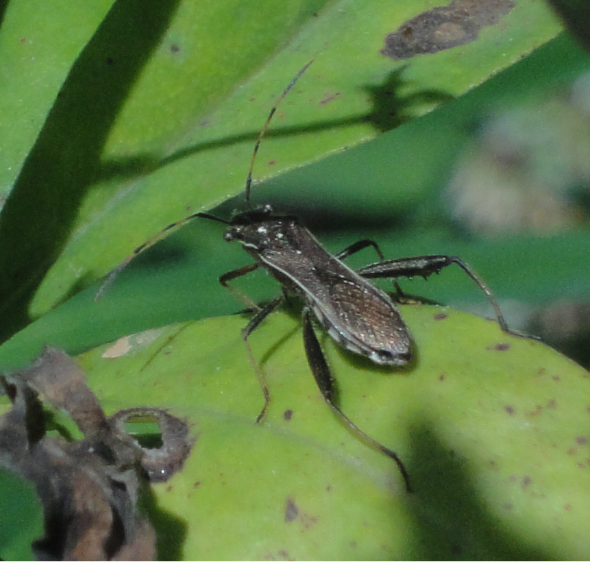 Ploșnițe din România | Enciclopedie.info