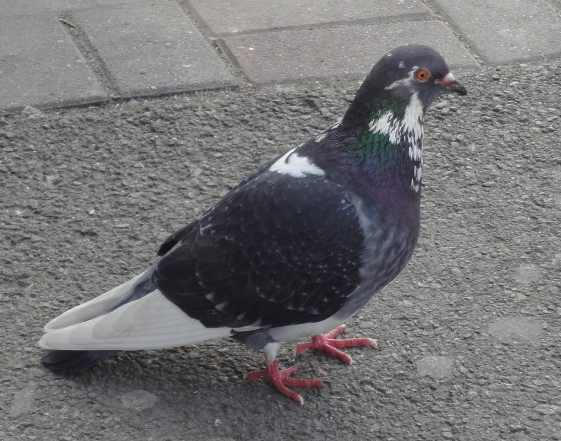 Porumbel sălbatic din România 12 – Enciclopedie.info