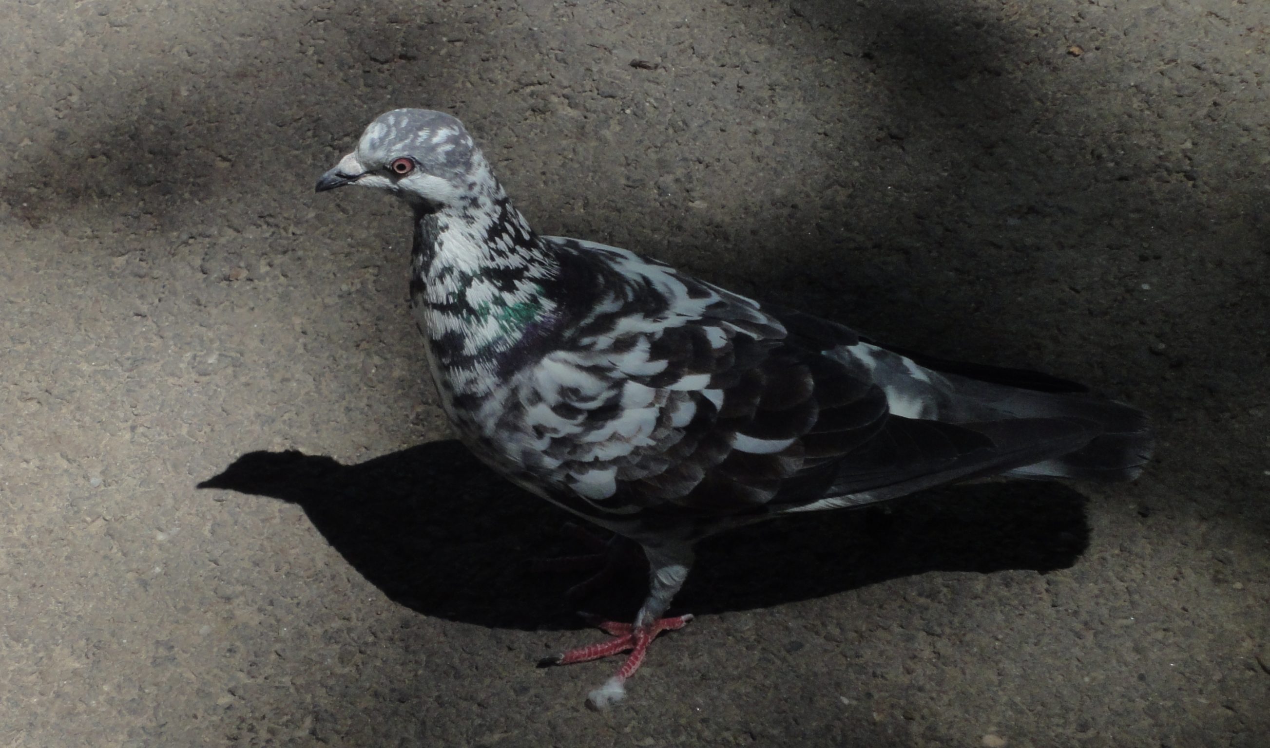 Porumbei din România | Enciclopedie.info