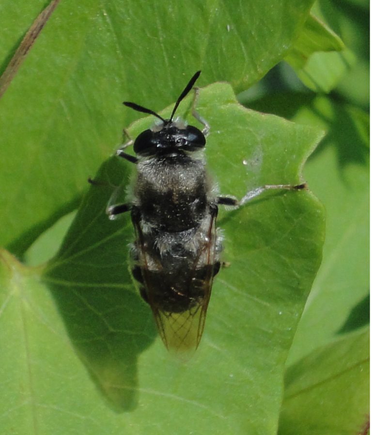 Alte insecte din România | Enciclopedie.info
